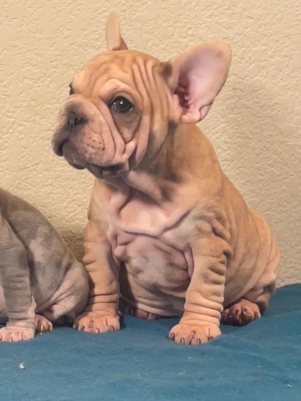 Value Bulls - online