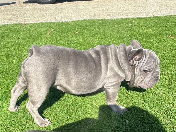 Value Bulls - online