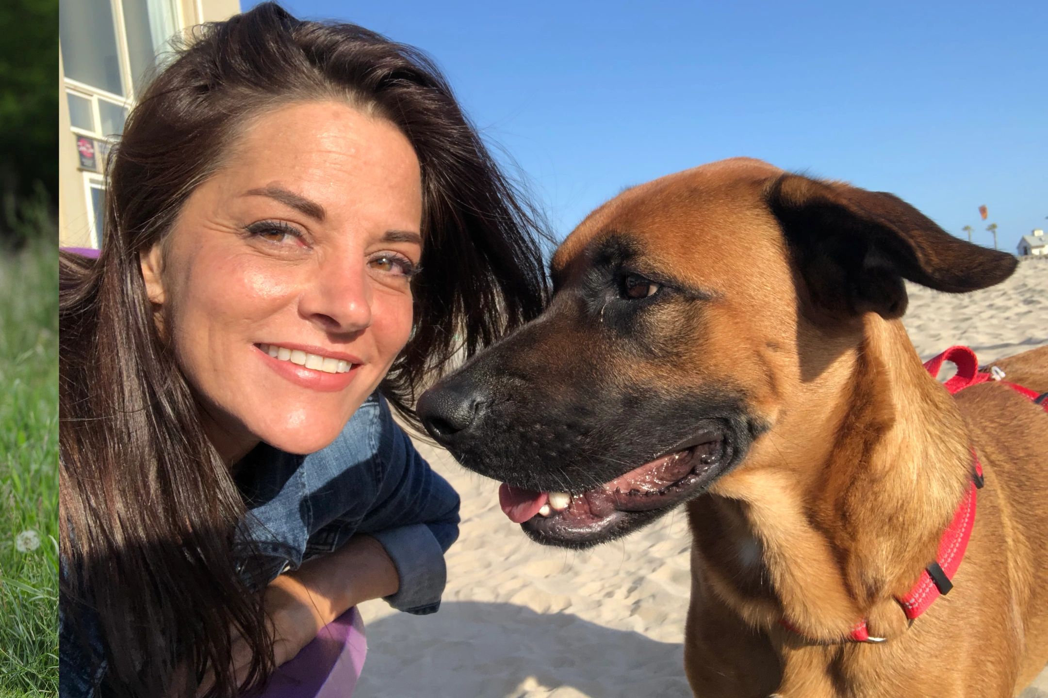 The Doggy Llama - Dog Training Services