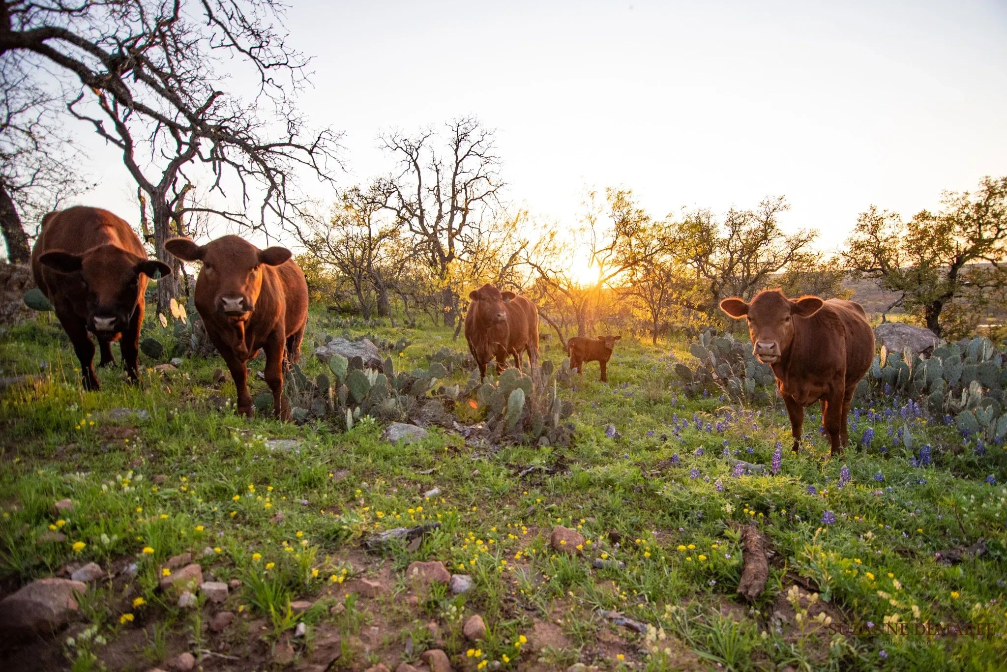 Get Away from the City at the Ranch with Two Cozy Guest Cabins