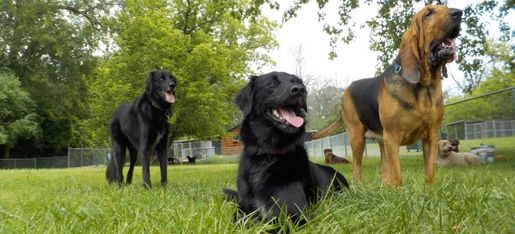 Lake Forest Kennel Club