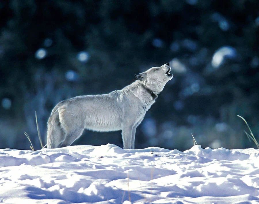 The Cinderella Wolf of Yellowstone