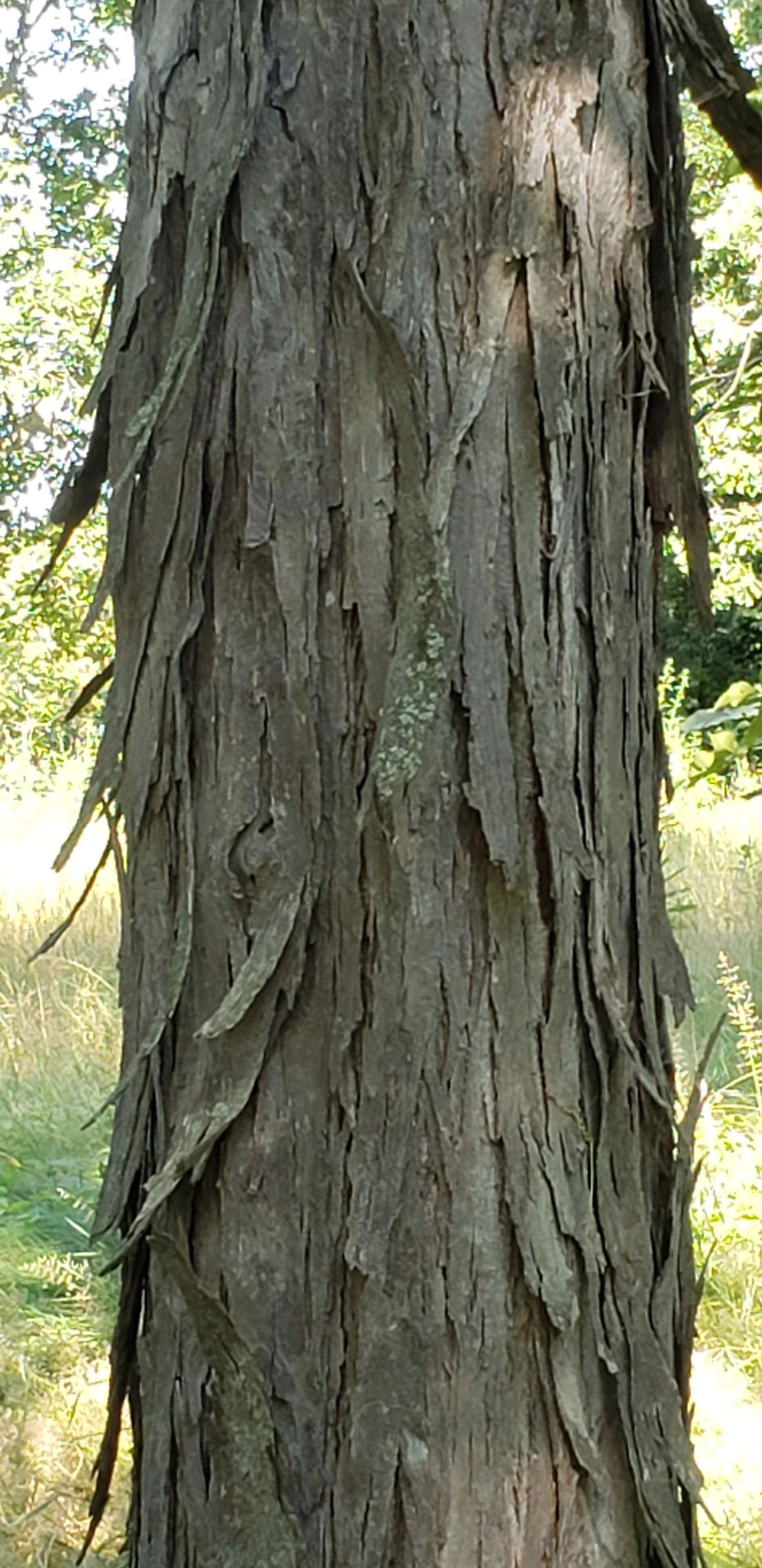 Wisconsin Hickory Association