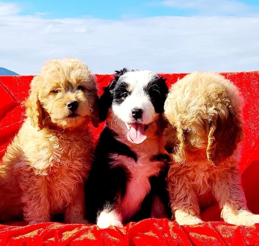 Bernedoodle - Designer Doodles Canada