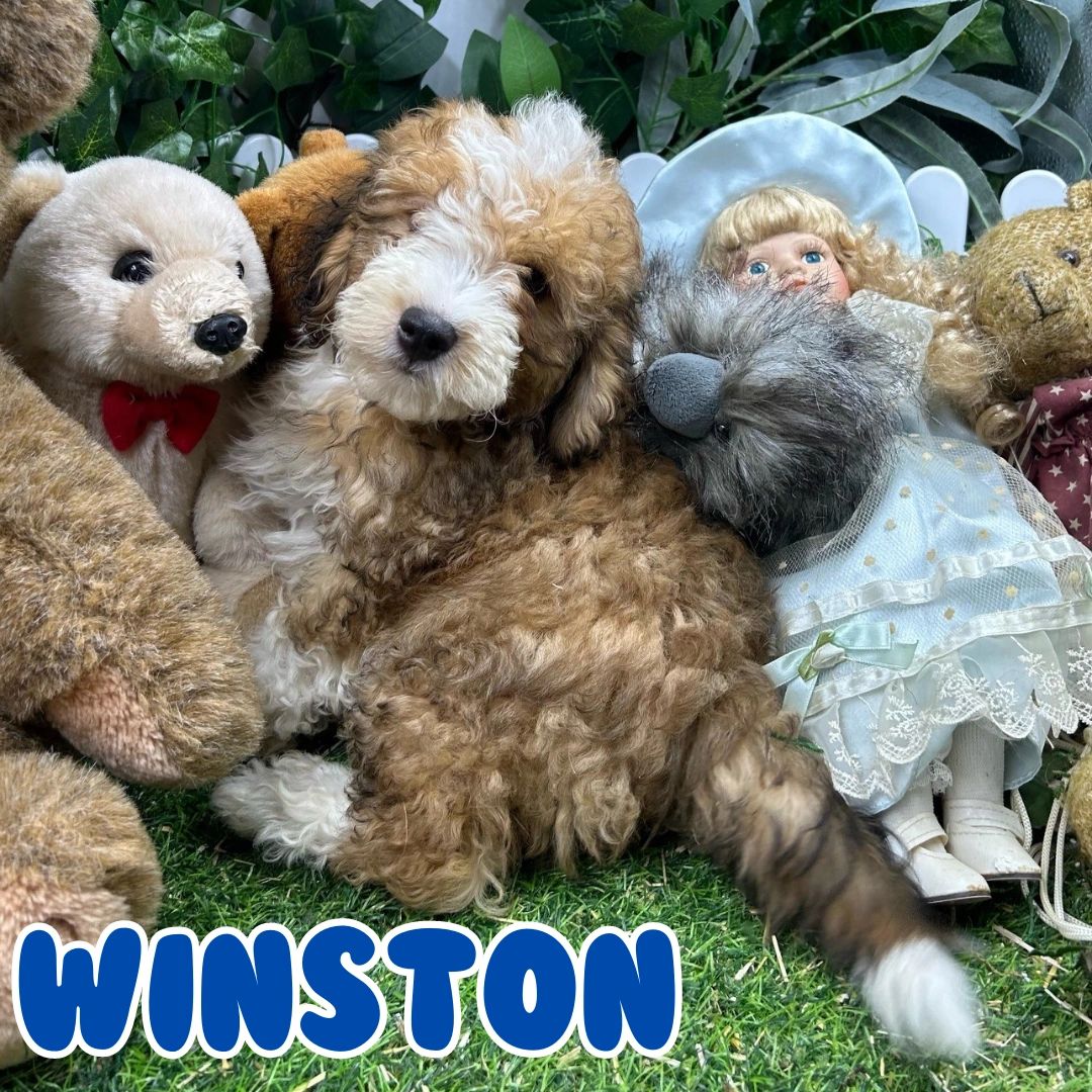 Bernedoodle - Designer Doodles Canada