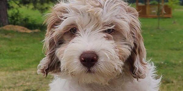 Available Puppies | Designer Doodles Canada