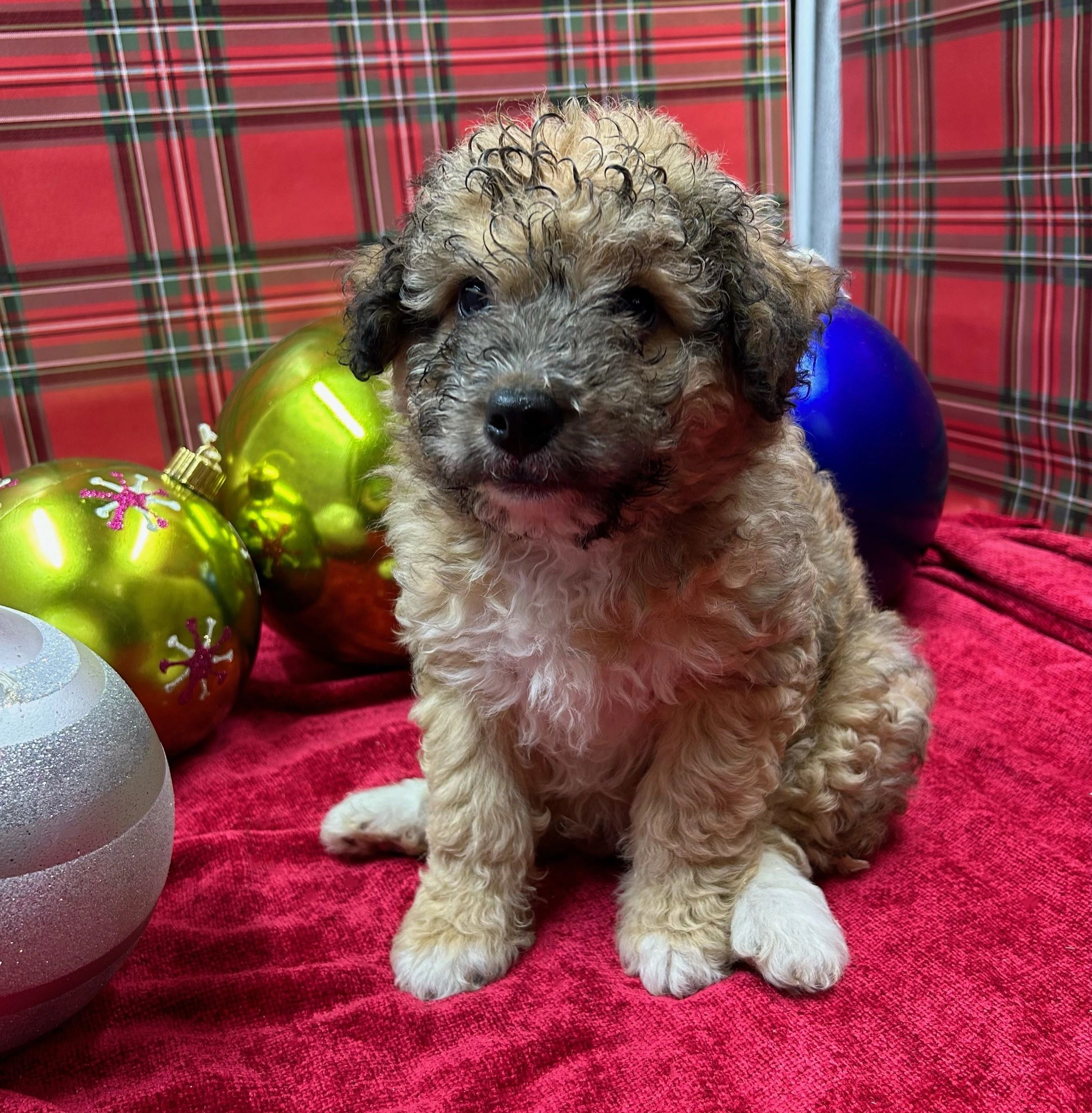 Bernedoodle - Designer Doodles Canada