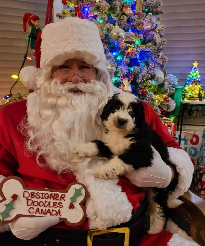 Bernedoodle - Designer Doodles Canada