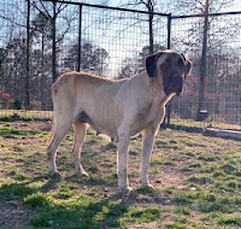 How Much Does A Female English Mastiff Weigh