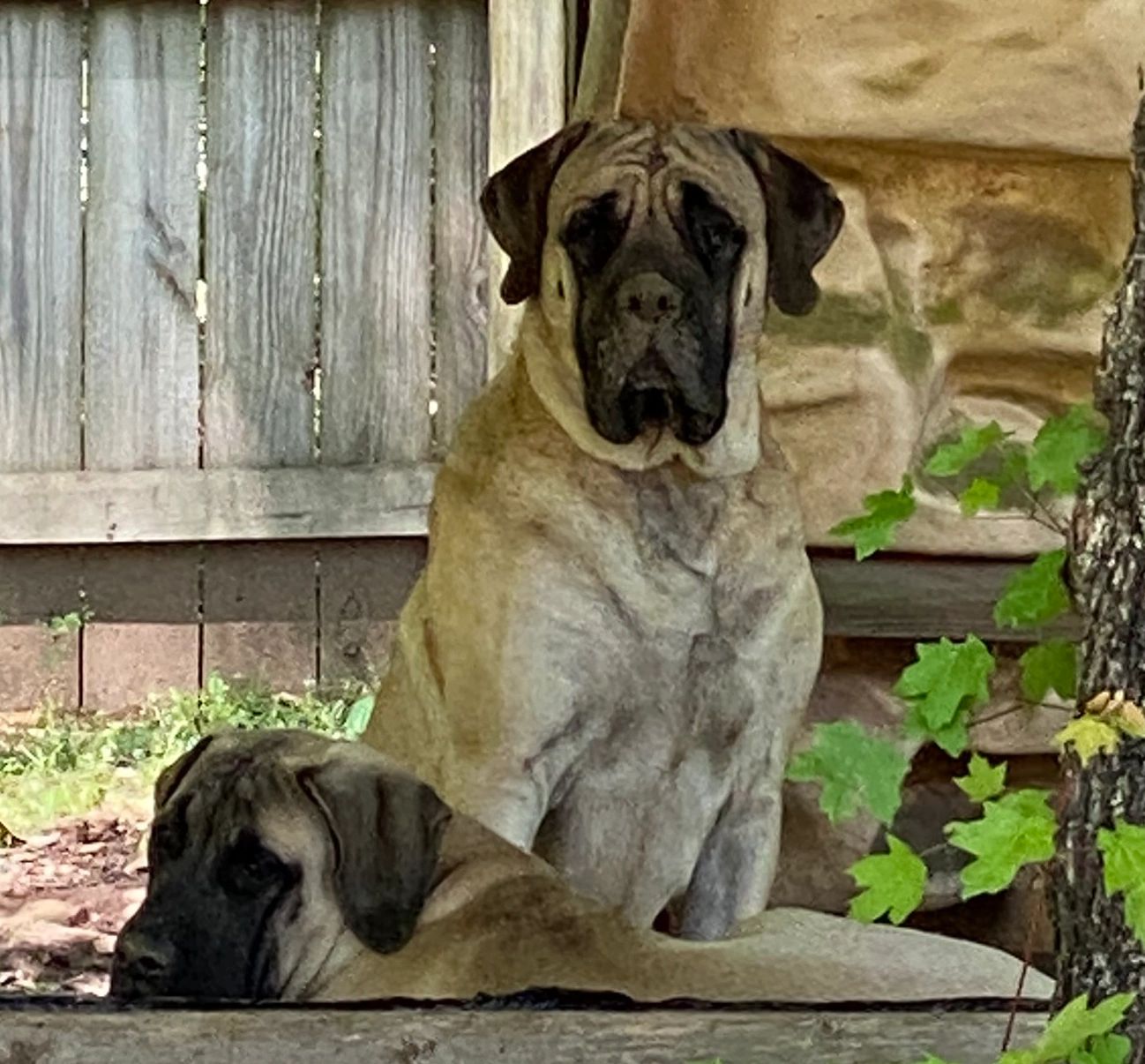 How Big Do Female Mastiffs Get