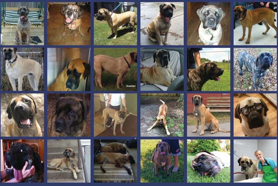 Available Mastiffs | Southern States Mastiff Rescue