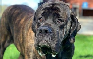 Available Mastiffs | Southern States Mastiff Rescue