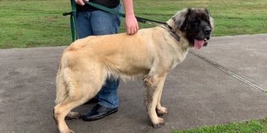 Available Mastiffs | Southern States Mastiff Rescue