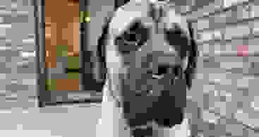 Available Mastiffs | Southern States Mastiff Rescue