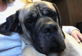Available Mastiffs | Southern States Mastiff Rescue