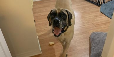 Available Mastiffs | Southern States Mastiff Rescue