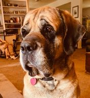 Available Mastiffs | Southern States Mastiff Rescue