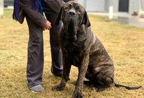 Available Mastiffs | Southern States Mastiff Rescue