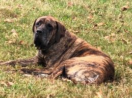 Available Mastiffs | Southern States Mastiff Rescue