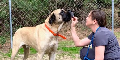 Available Mastiffs | Southern States Mastiff Rescue