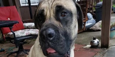 Available Mastiffs | Southern States Mastiff Rescue