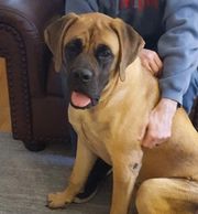 Available Mastiffs | Southern States Mastiff Rescue
