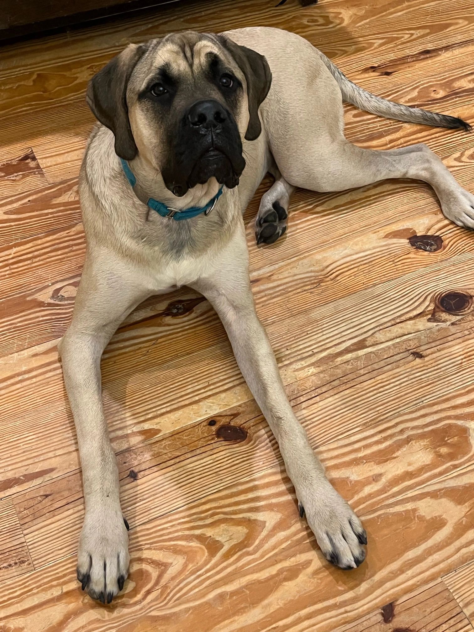 How Big Do Female Mastiffs Get