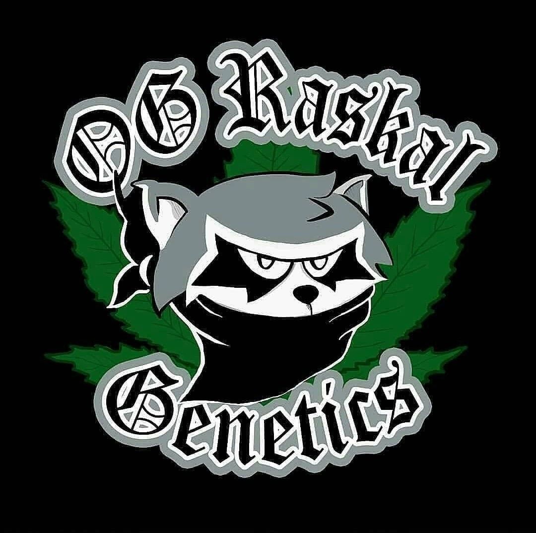 OG RASKAL GENETICS - White Fire OG Seeds - White Fire Seeds - ograskal ...