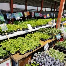 Hmongtown Marketplace