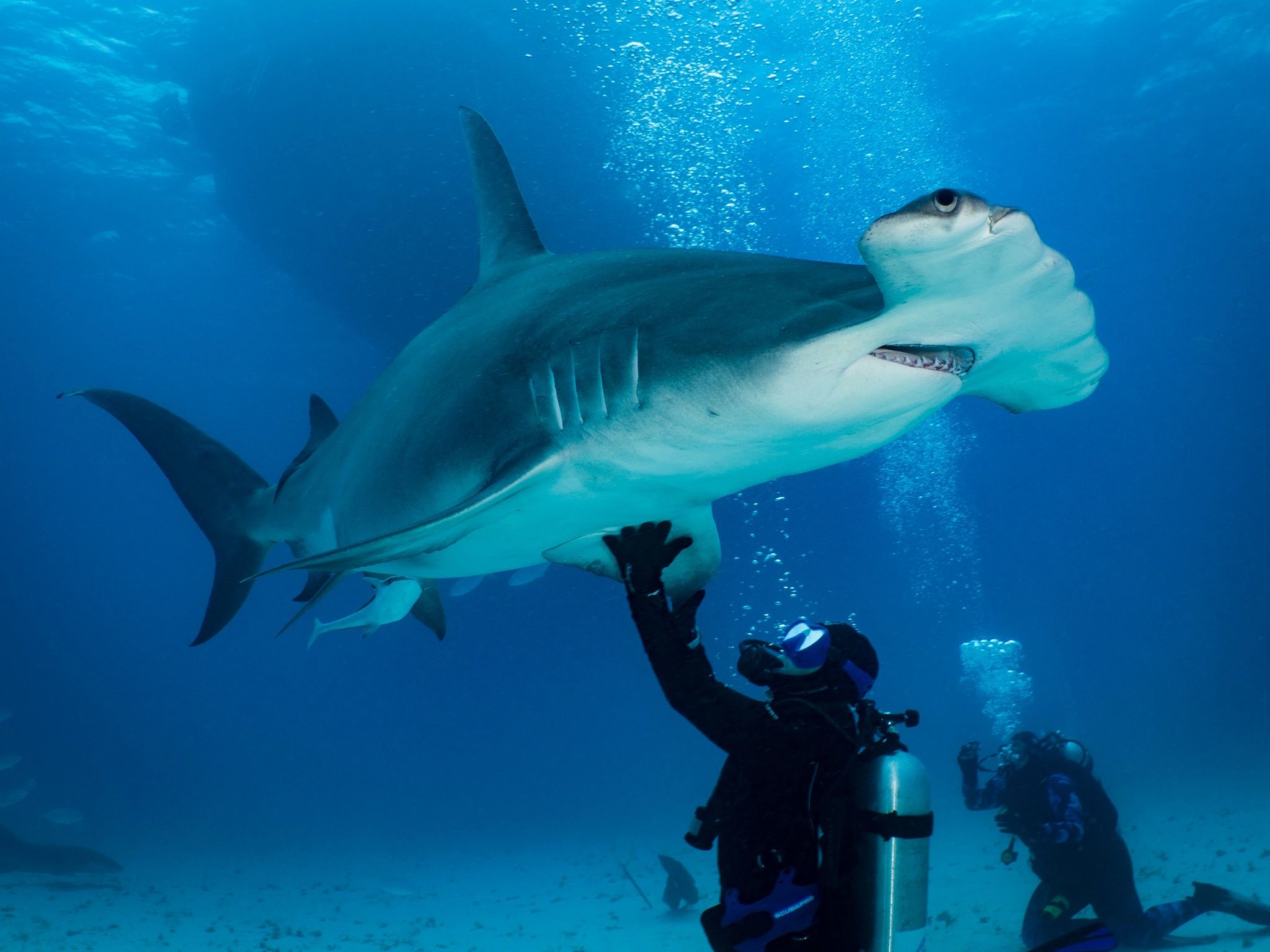 Shark Lady Enterprises, LLC.