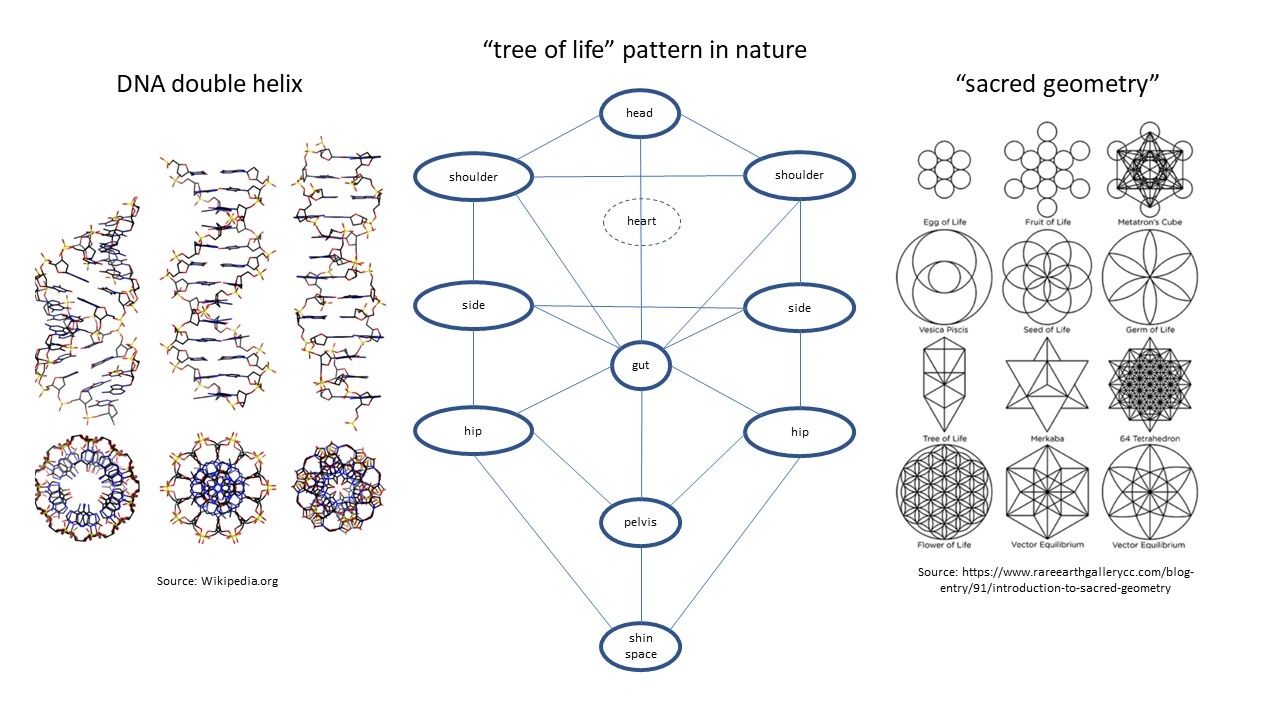 Theresa Bullard’s quantum DNA tree of life