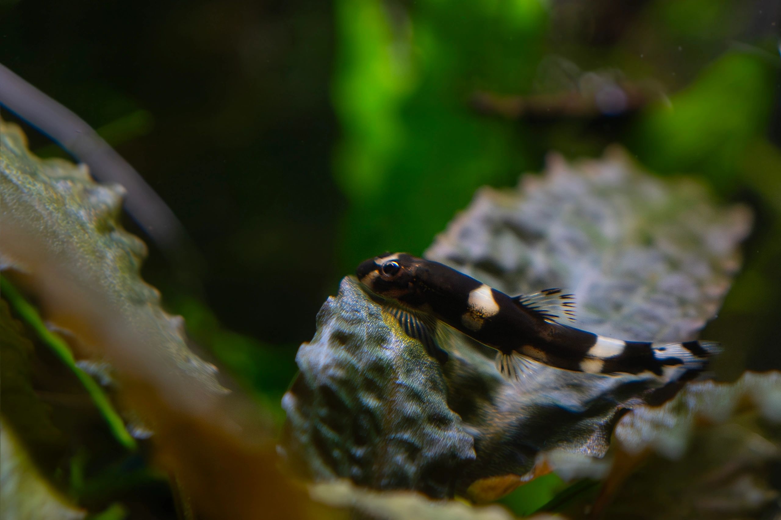 Explore Our Nano Tanks at Affinity Aquatic