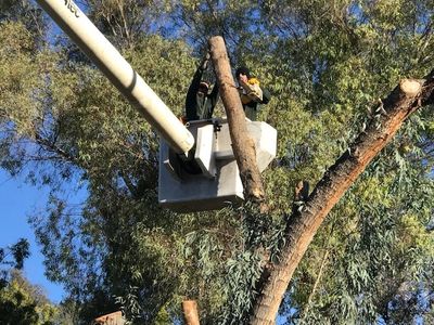 RPM Services Extreme - Tree Service, Tree Trimming, Tree Removal | RPM ...