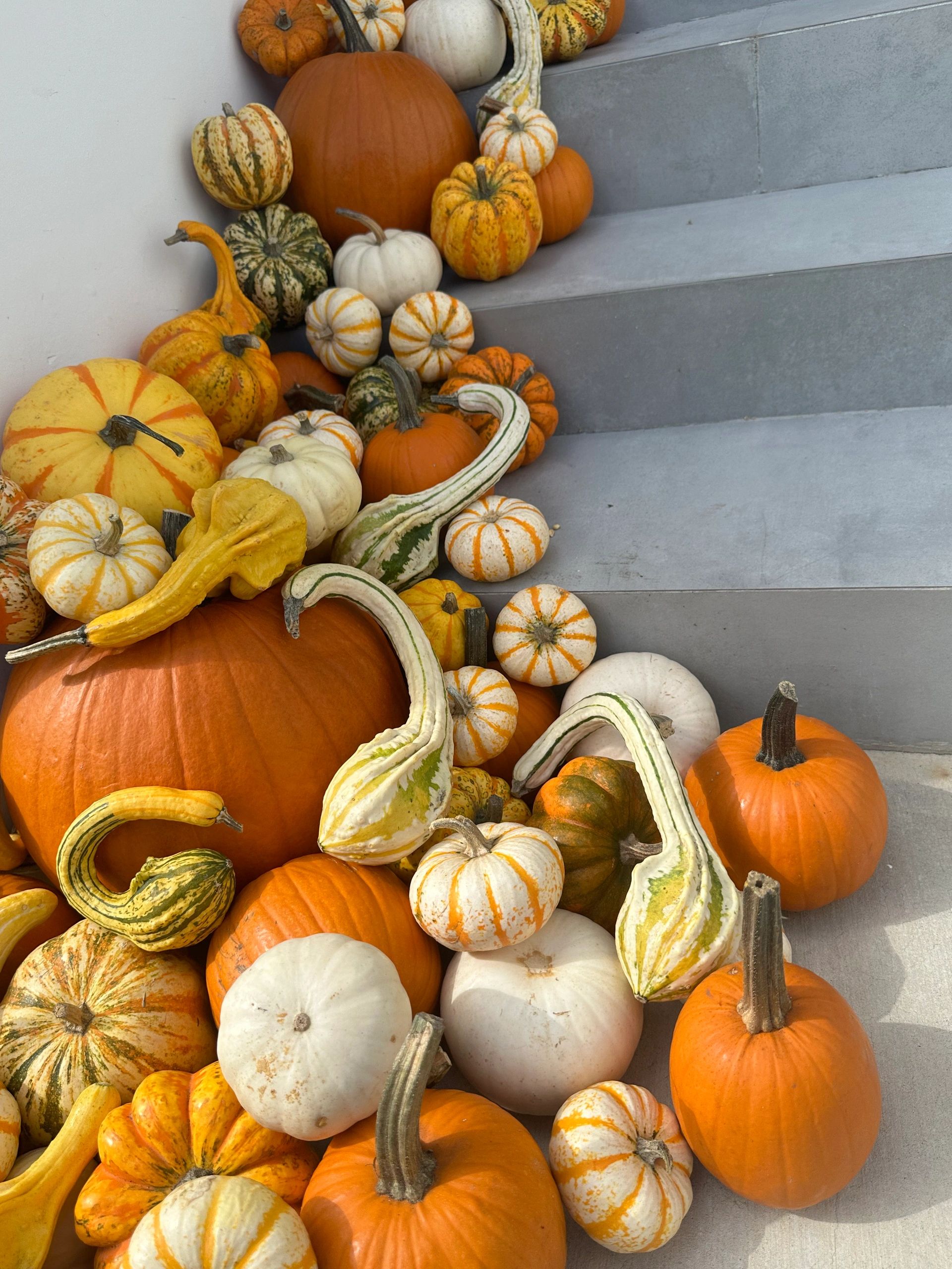 Shop - The Pumpkin Exchange - Custom Pumpkin Sets