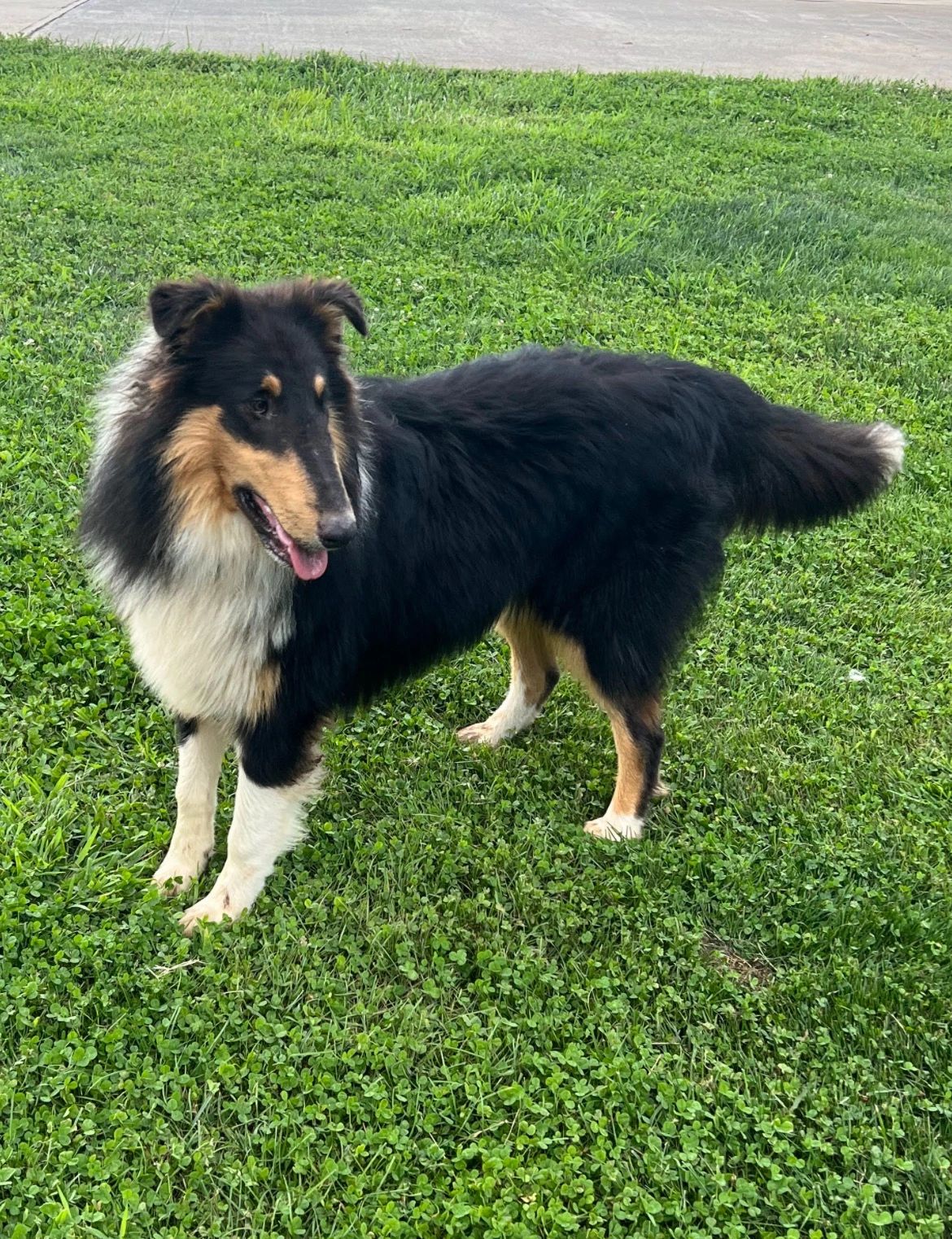 Are Collies Ears Naturally Tipped
