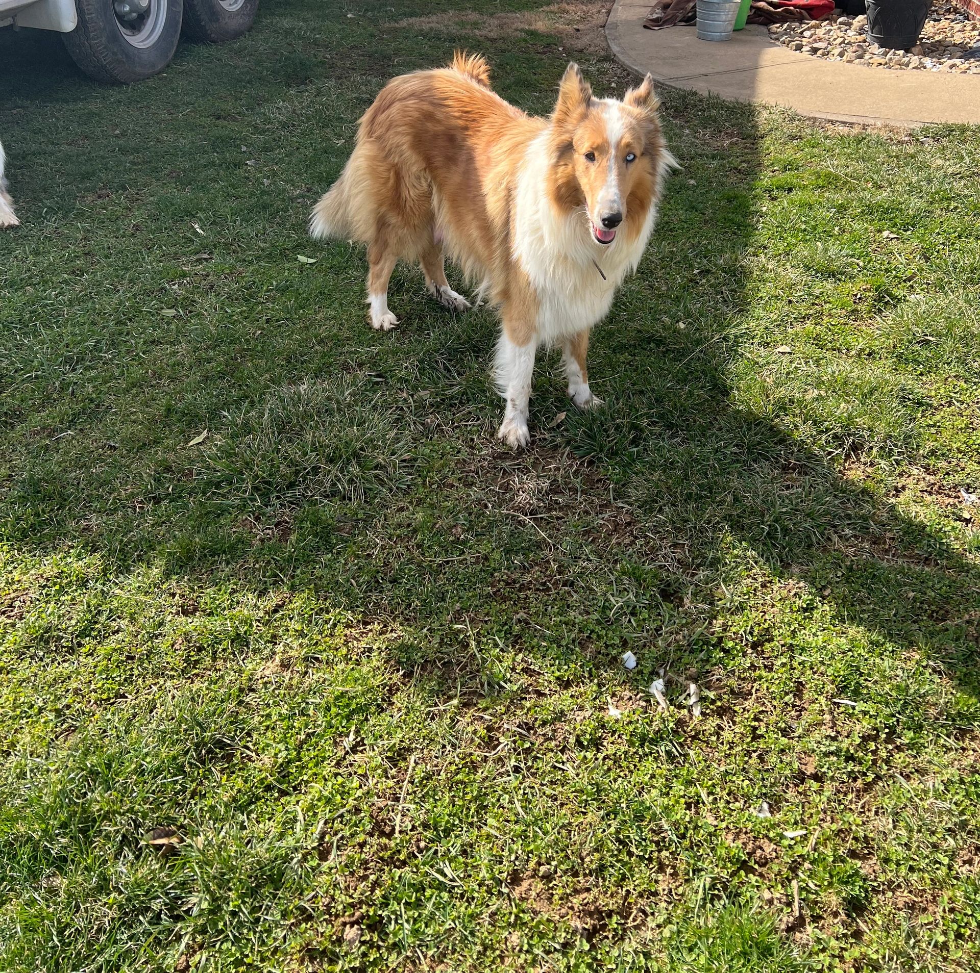 Are Rough Collies Healthy