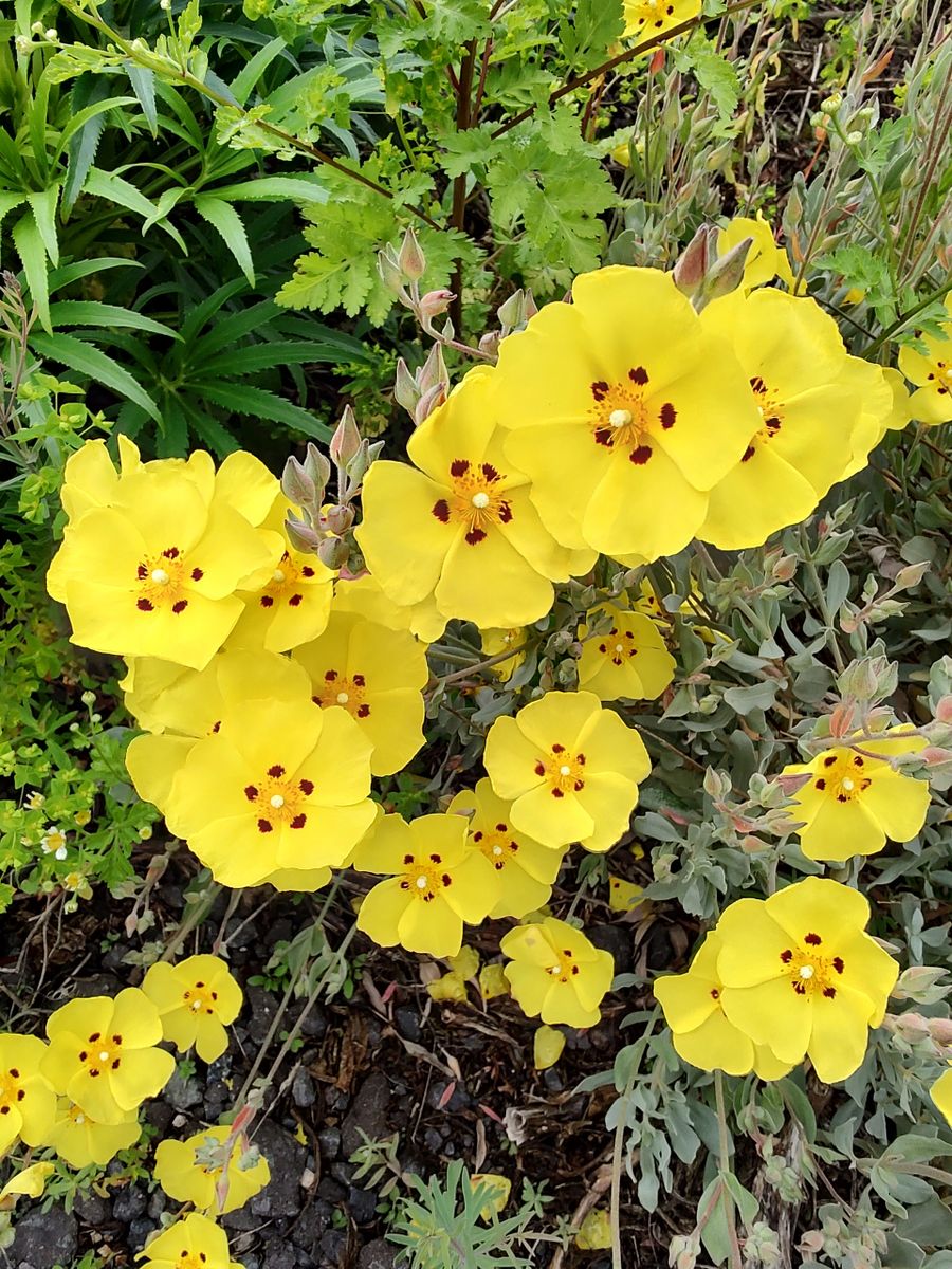 Halimium x tardiflorens