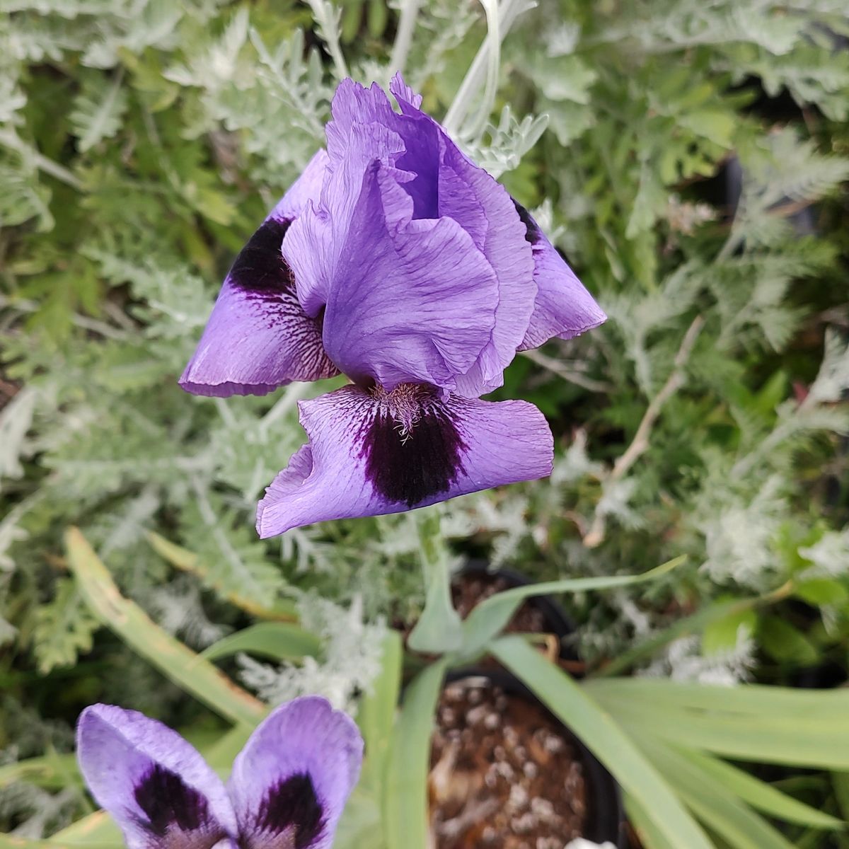 Iris Arilbred Z