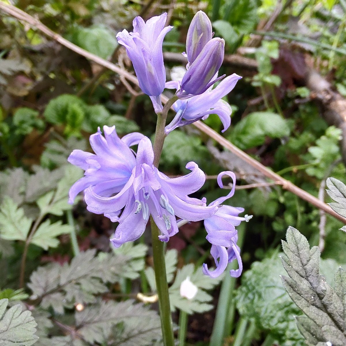 Hyacinthoides non-scripta Mill House Blue