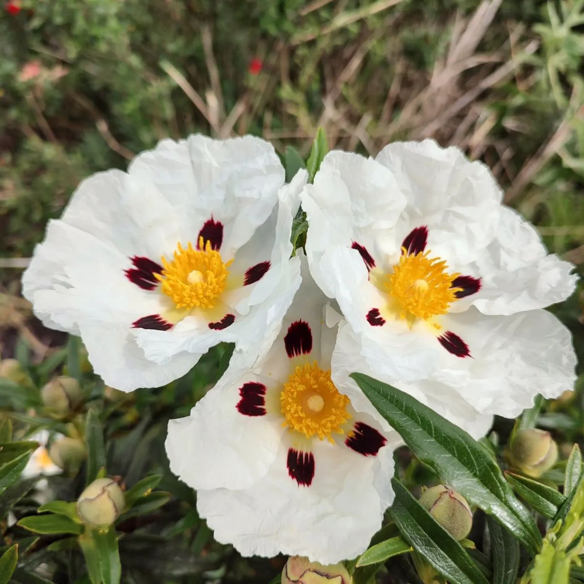 Cistus ladanifer Pat
