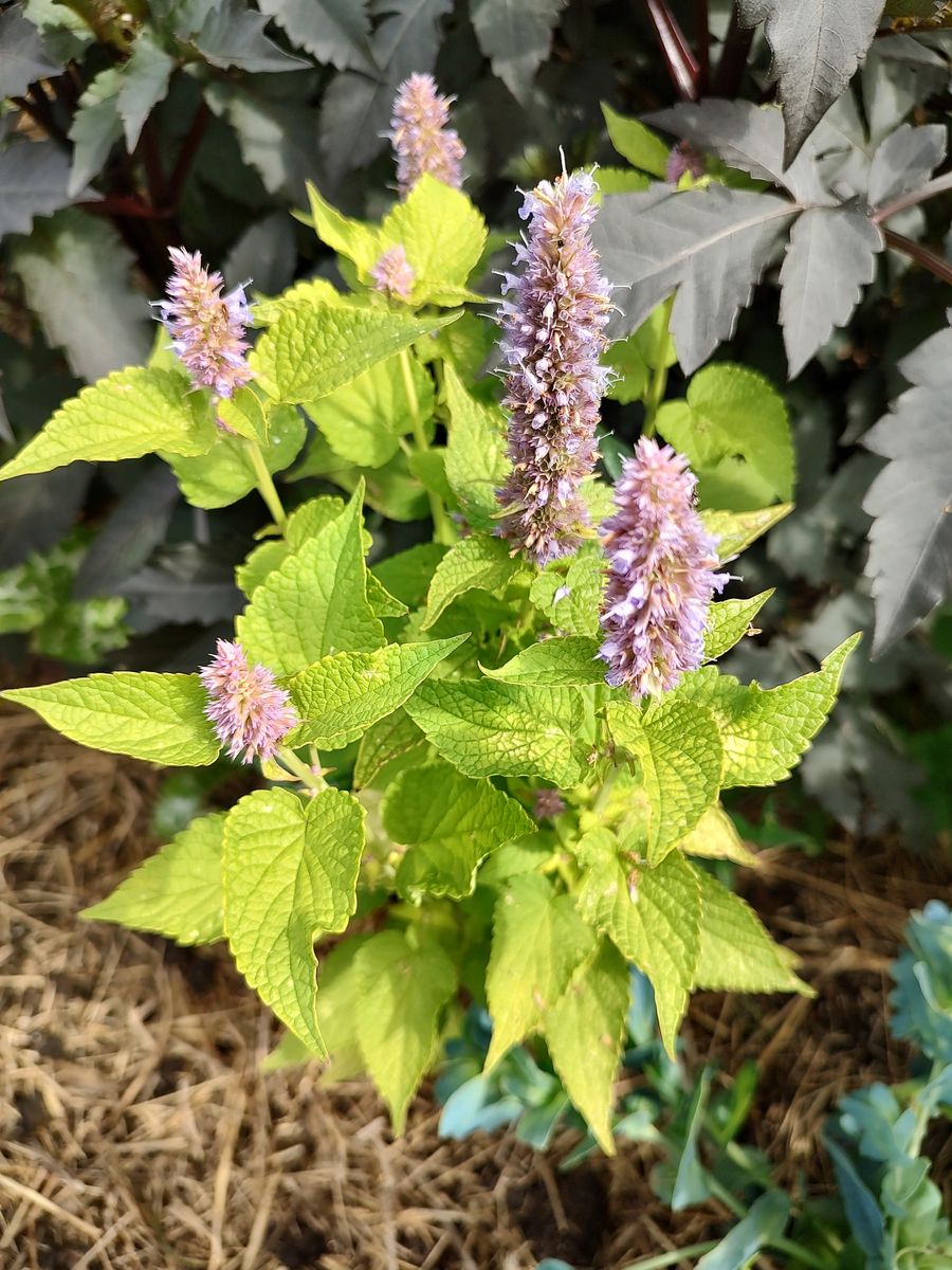 Agastache foeniculum Golden Jubilee