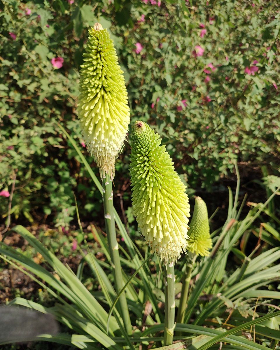 Kniphofia Cool Knip