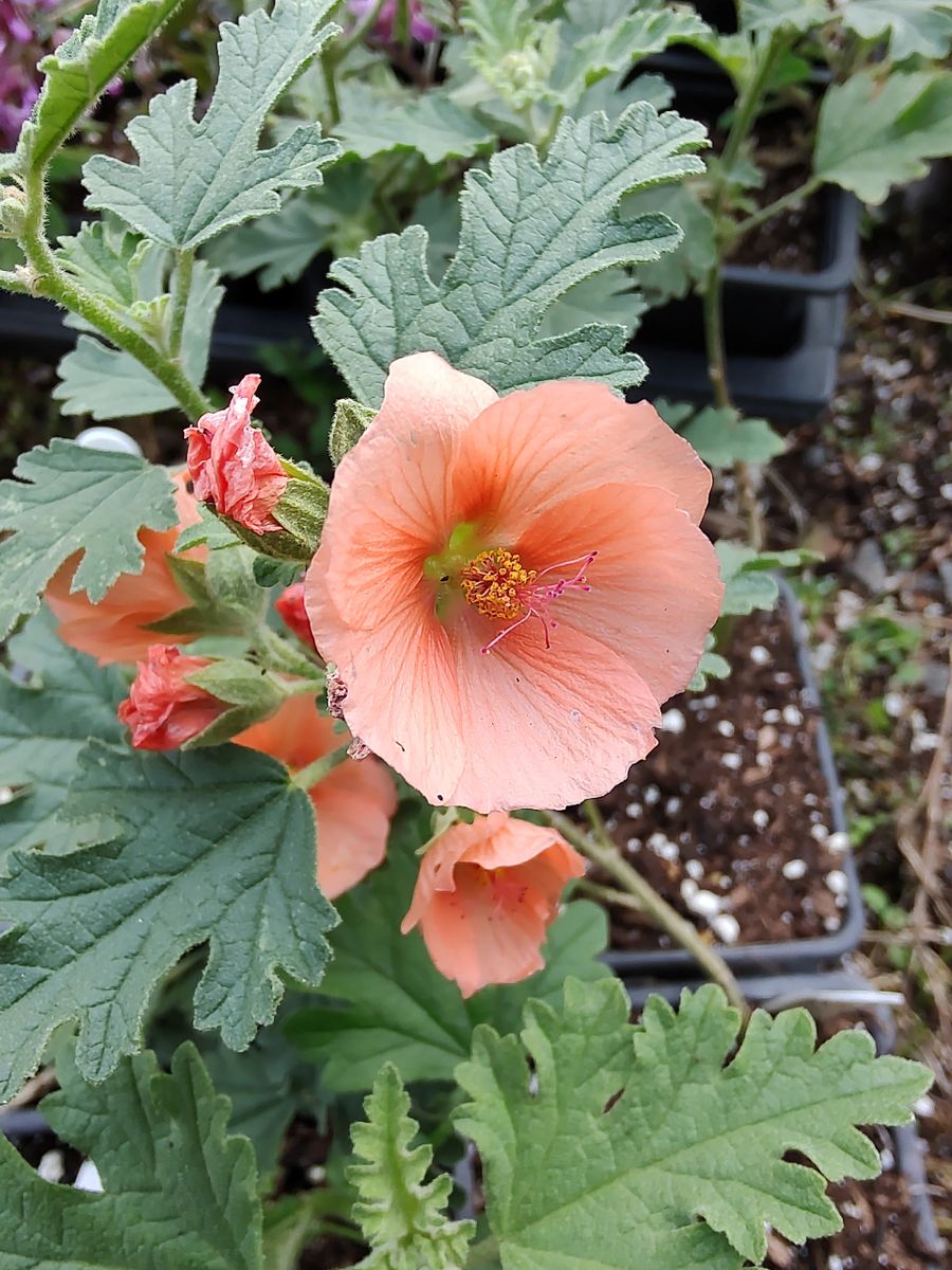 Sphaeralcea Childerley