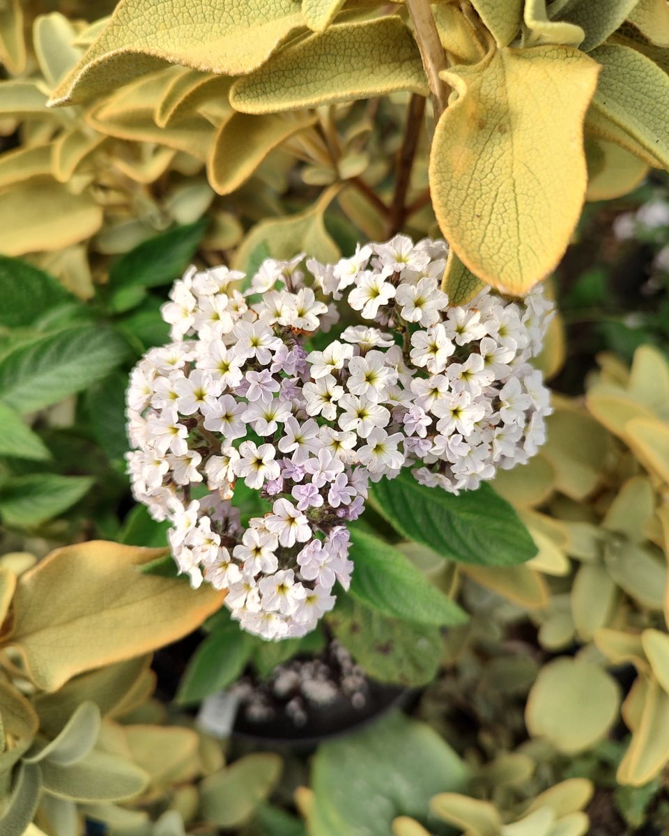Heliotropium arborescens 'White Lady'