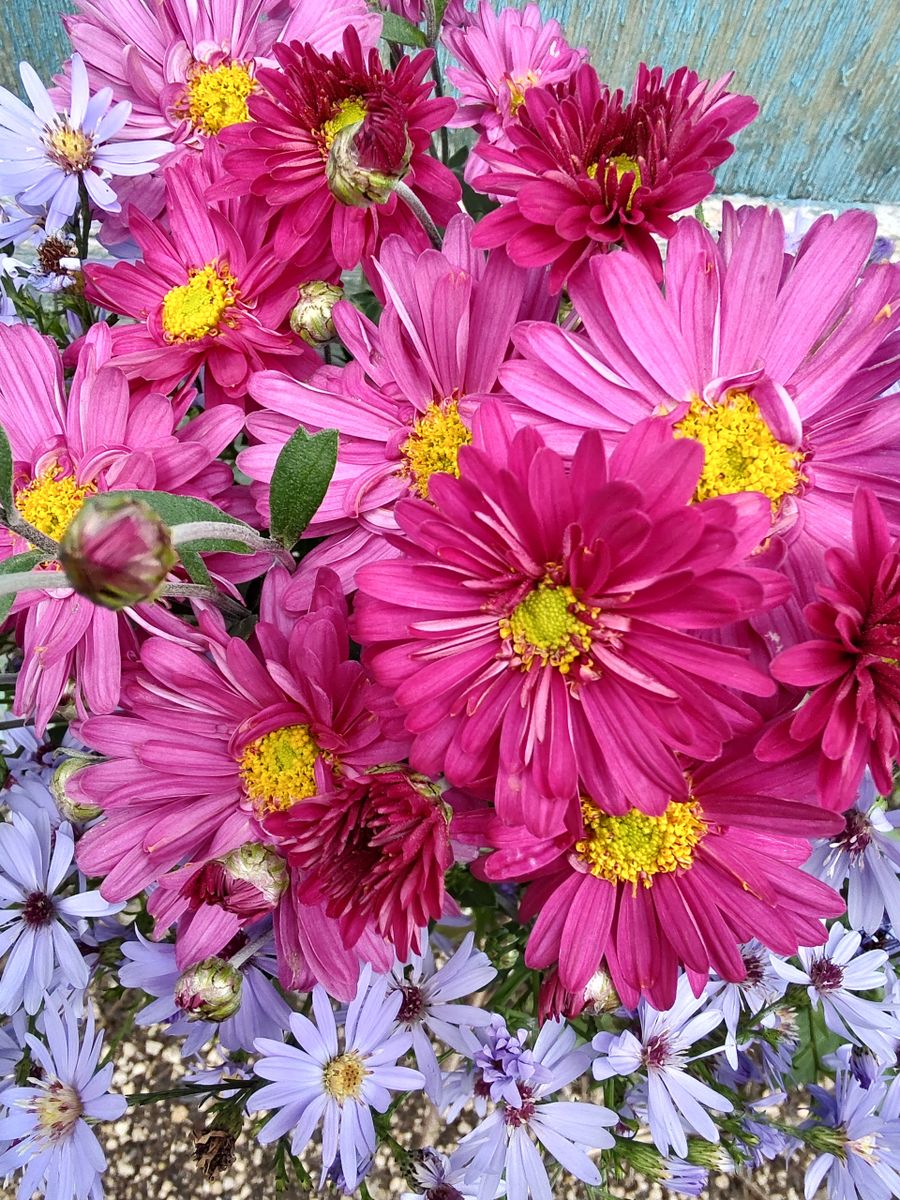 Chrysanthemum Herbstkuss
