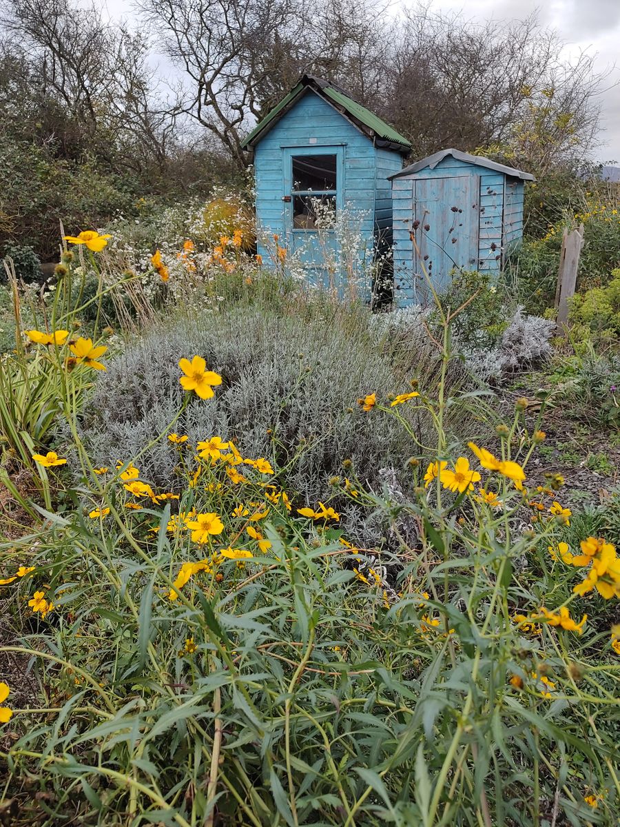 Bidens aurea
