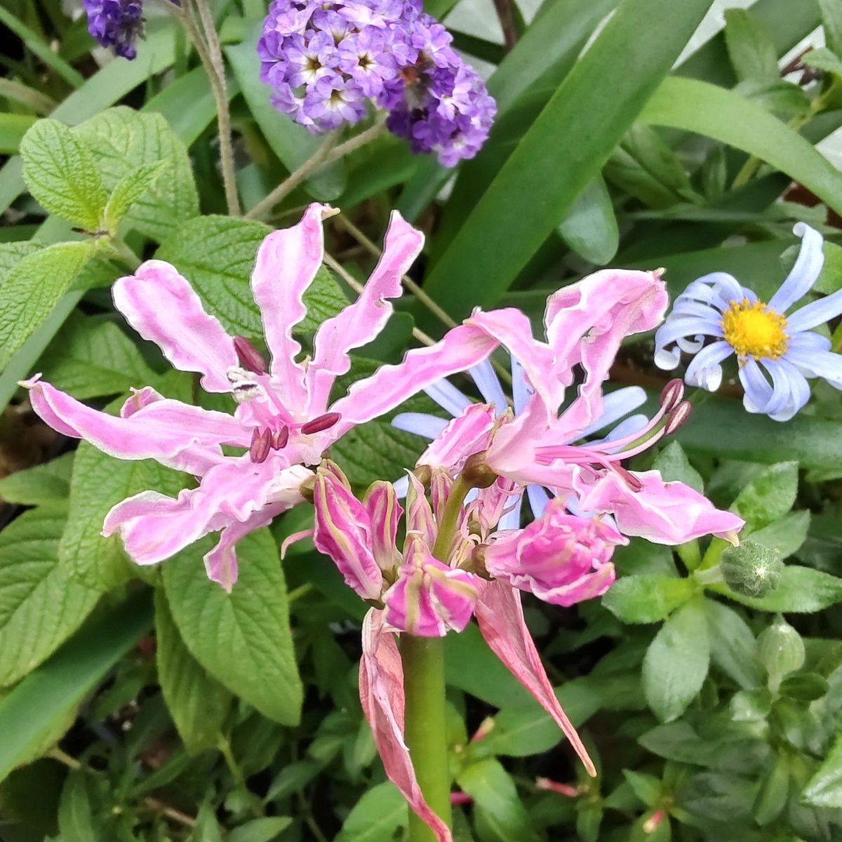 Nerine undulata Engcobo