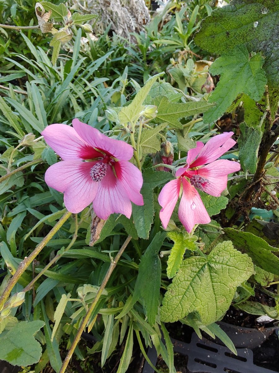 Anisodontea 'El Royo'