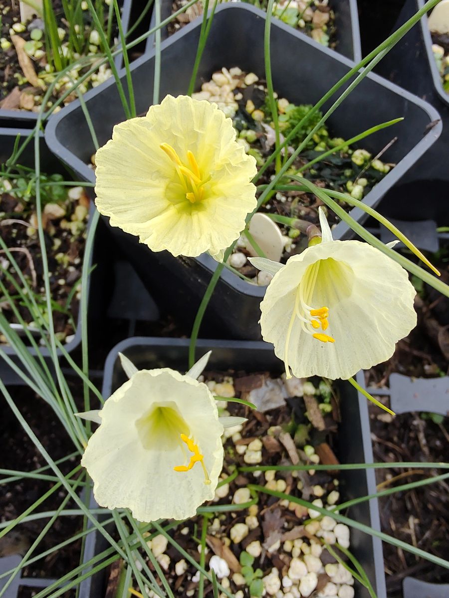 Narcissus 'Craigton Clumper'
