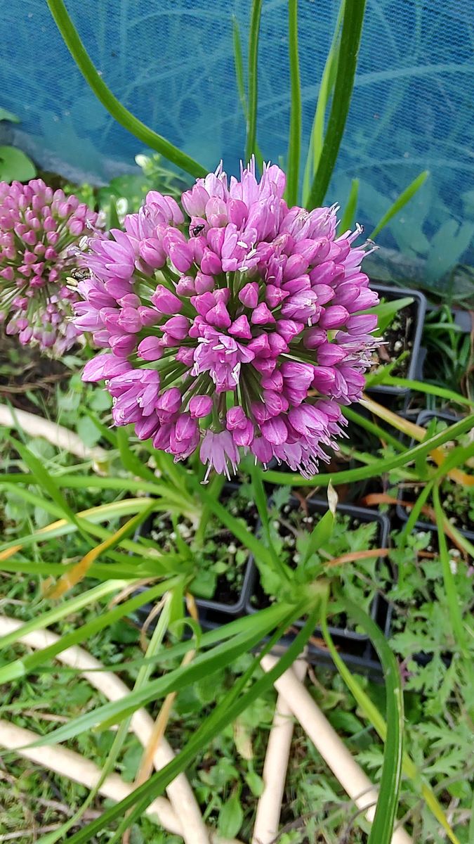 Allium 'Millenium'